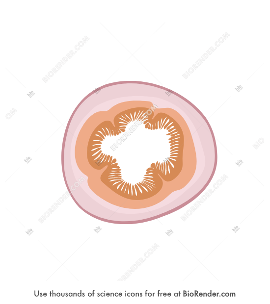 Free Intestine cross-section (jejunum) Icons, Symbols & Images | BioRender