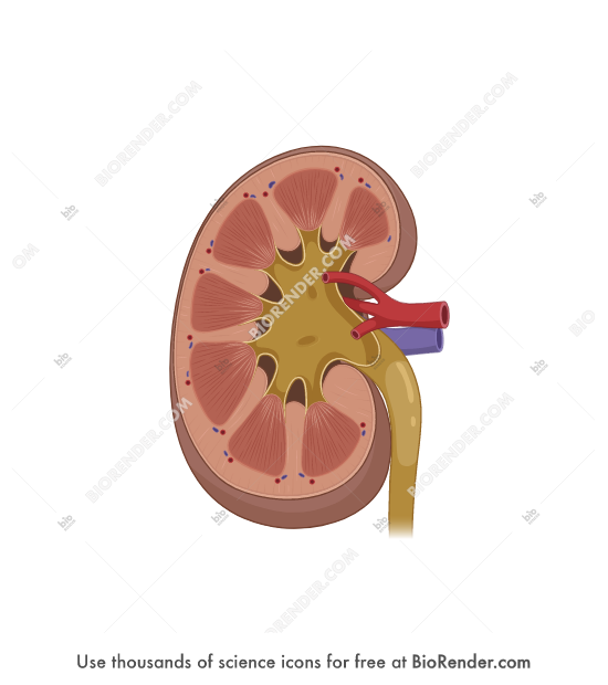 Free Kidney (cross-section) Icons, Symbols & Images | BioRender