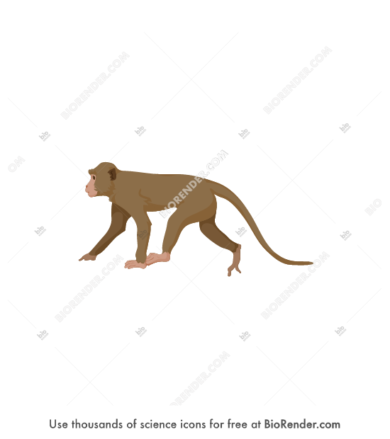 Free Macaque monkey (Macaca fascicularis) Icons, Symbols & Images ...