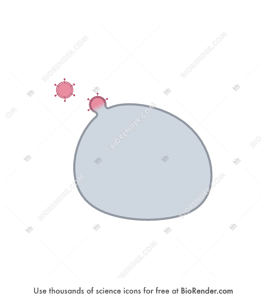Free Viral infection Icons, Symbols & Images | BioRender