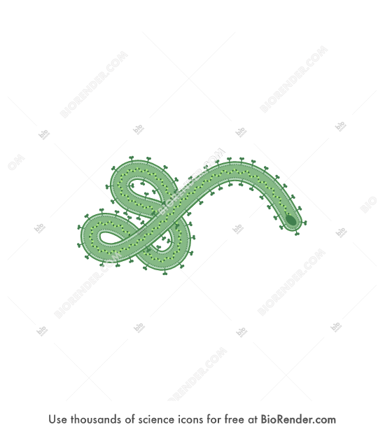 Free Ebola Icons, Symbols & Images | BioRender