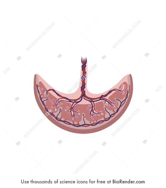 Free Placenta Icons, Symbols & Images | BioRender