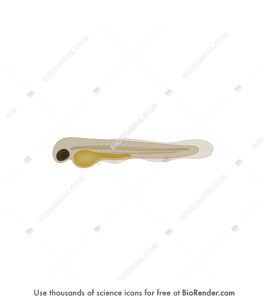 Free Larval fish Icons, Symbols & Images | BioRender