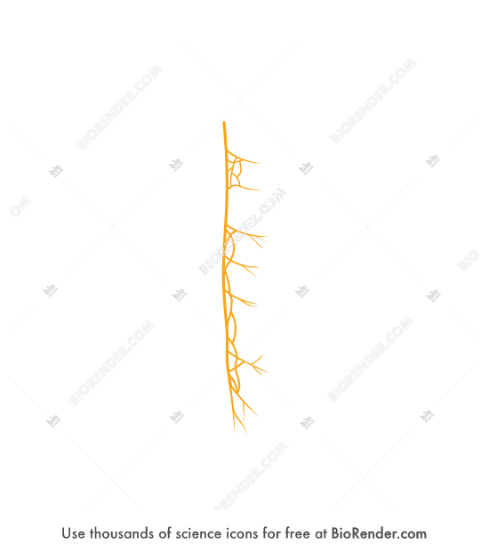 Free Parasympathetic nerves Icons, Symbols & Images | BioRender