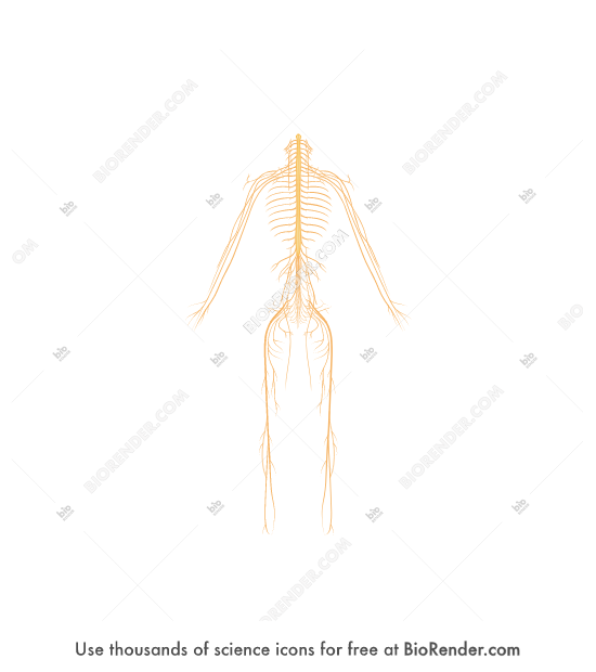 Free Nervous system Icons, Symbols & Images | BioRender