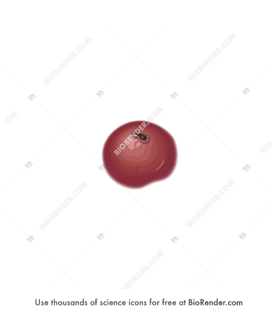 Free Merkel cell carcinoma (skin cancer) Icons, Symbols & Images ...