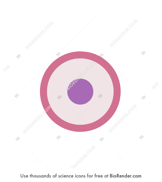 Free Follicle (1. primary) Icons, Symbols & Images | BioRender