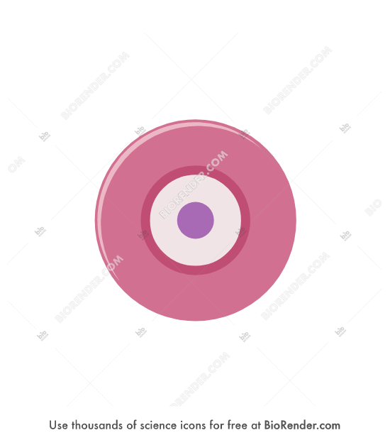 Free Follicle (2. secondary) Icons, Symbols & Images | BioRender
