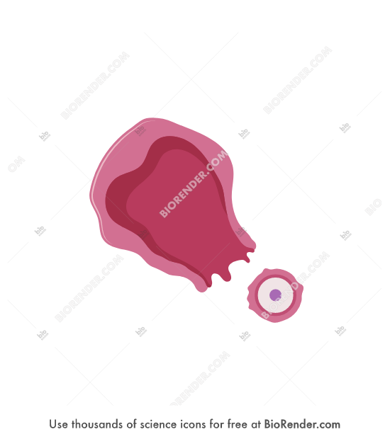 Free Follicle (5. ruptured) Icons, Symbols & Images | BioRender