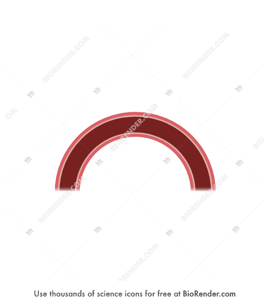 Free Vessel (arc 2) Icons, Symbols & Images | BioRender
