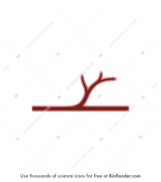 Free Vessel (branching 2) Icons, Symbols & Images | BioRender