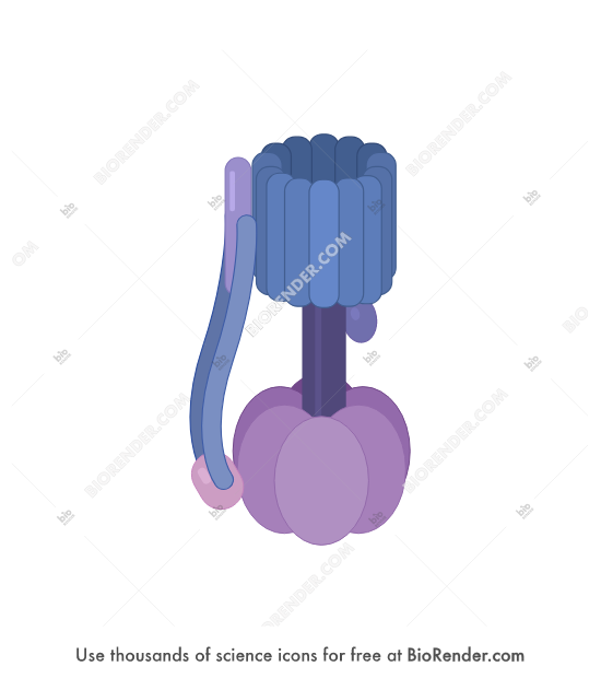 Free ATPase Icons, Symbols & Images | BioRender