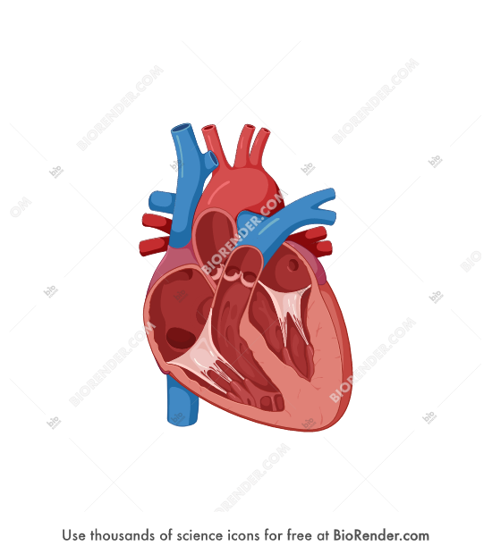 Free Heart (hypertrophic left ventricle) Icons, Symbols & Images ...