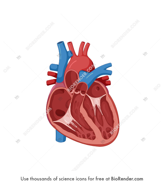 Free Heart (dilated cardiomyopathy) Icons, Symbols & Images | BioRender
