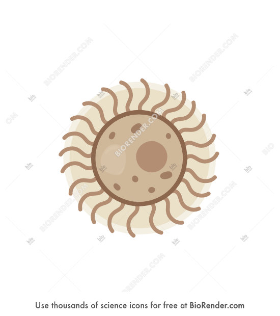 Free Yeast (C. neoformans) Icons, Symbols & Images | BioRender