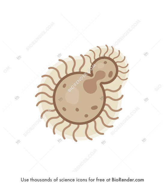 Free Yeast (C. neoformans, budding) Icons, Symbols & Images | BioRender