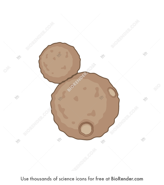 Free Yeast (Cryptococcus, budding) Icons, Symbols & Images | BioRender