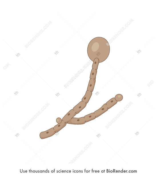 Free Yeast (Candida 2) Icons, Symbols & Images | BioRender