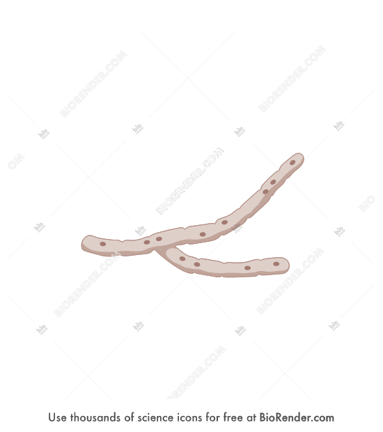 Free Hypha (coenocytic) Icons, Symbols & Images | BioRender