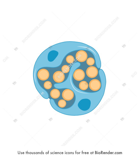 Free Schwann cell (radial sorting) Icons, Symbols & Images | BioRender