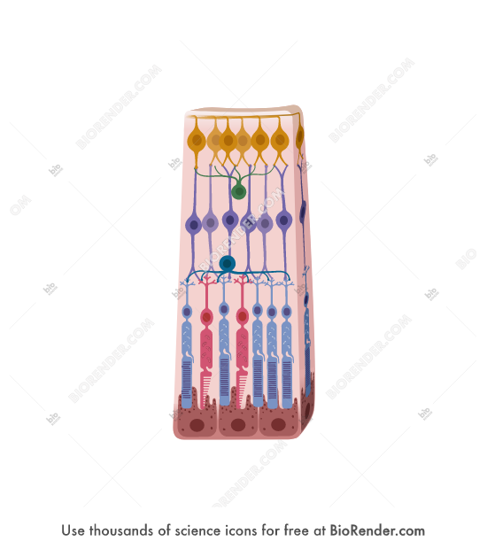 Free Retina Icons, Symbols & Images | BioRender