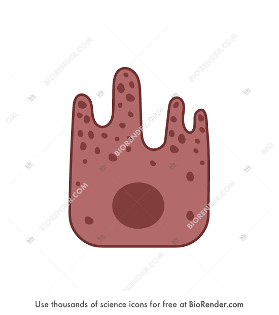 Free Retinal cell (pigment epithelia) Icons, Symbols & Images | BioRender