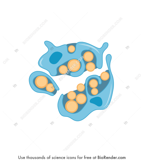 Free Schwann cell (radial sorting, abnormal) Icons, Symbols & Images ...