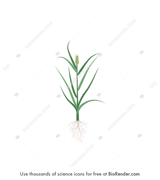 Free Grass (tall, with roots) Icons, Symbols & Images | BioRender