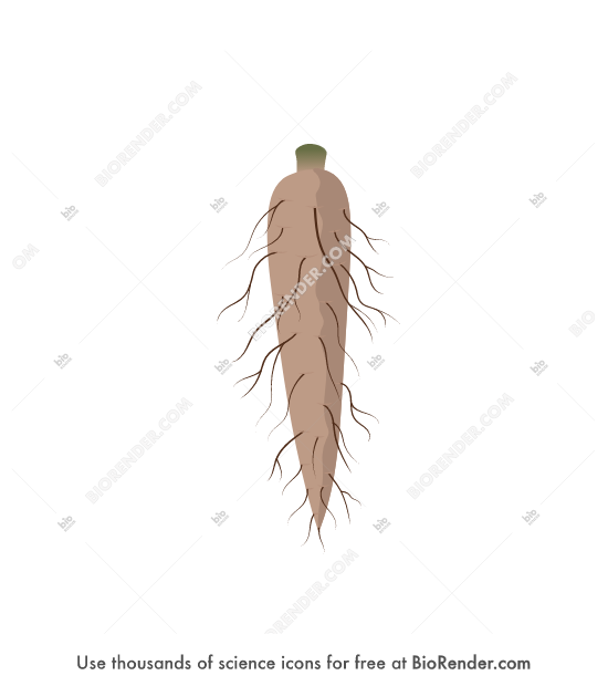 Free Roots (storage) Icons, Symbols & Images | BioRender