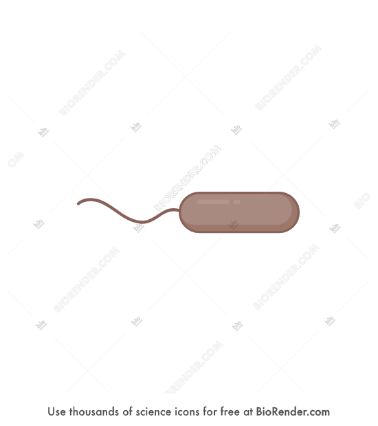 Free Bacillus (flagellum) Icons, Symbols & Images | BioRender