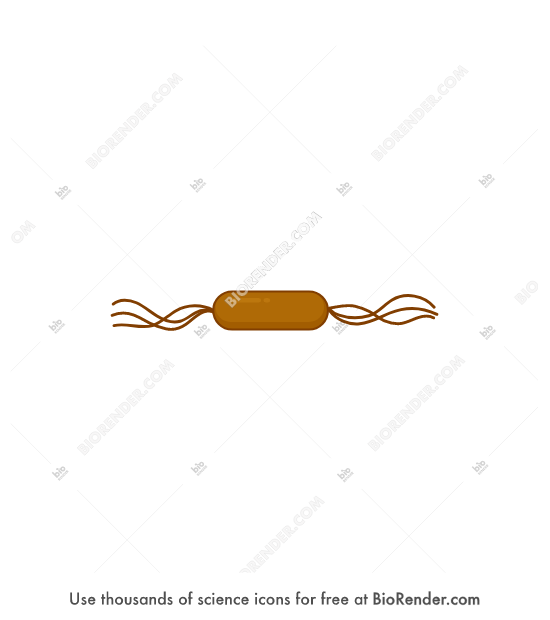 Free Bacillus (amphilophotrichous flagella) Icons, Symbols & Images ...