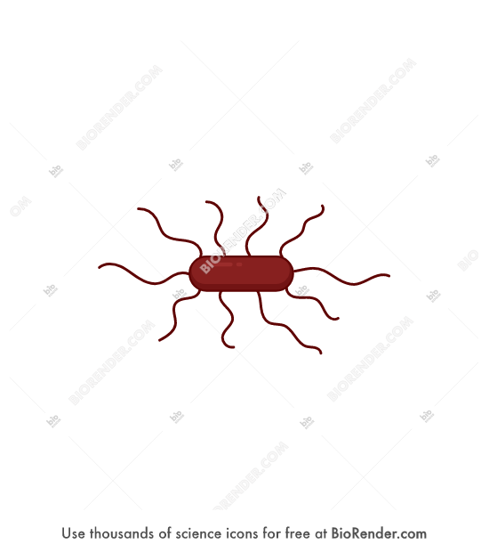 Free Bacillus (peritrichous flagella) Icons, Symbols & Images | BioRender