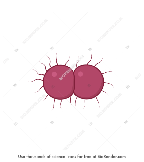 Free Neisseria 1 Icons, Symbols & Images | BioRender