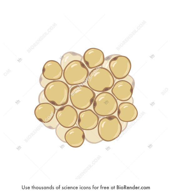 Free Adipose tissue Icons, Symbols & Images | BioRender