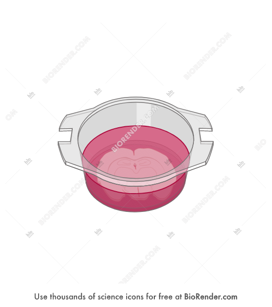 Free Permeable support insert (mouse brain, coronal slice) Icons ...