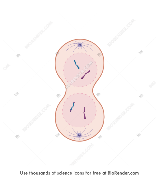 Free Meiosis (12. Telophase II, A) Icons, Symbols & Images | BioRender