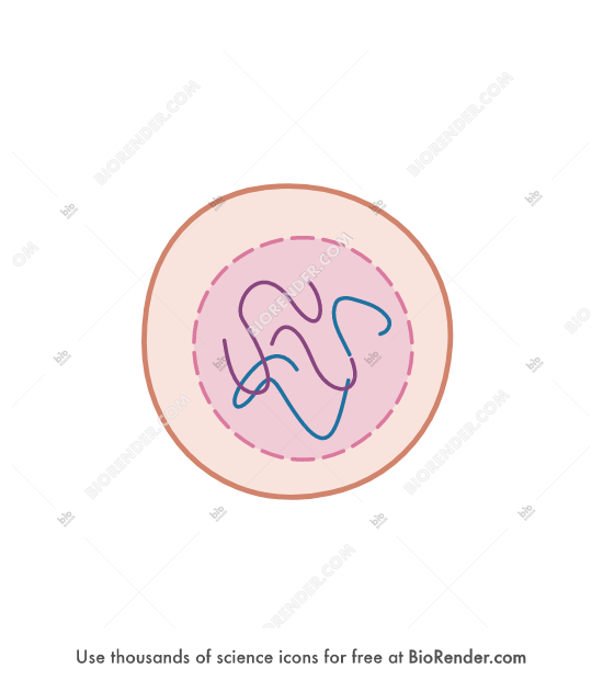 Free Meiosis (14. Oocyte) Icons, Symbols & Images | BioRender