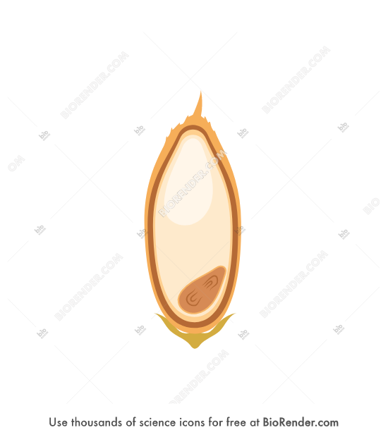 Free Rice (grain) Icons, Symbols & Images | BioRender