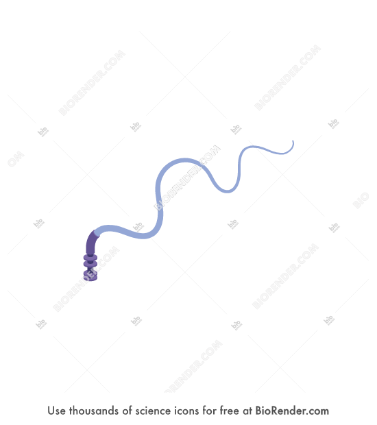 Free Prokaryotic flagellum (gram-negative, long) Icons, Symbols ...