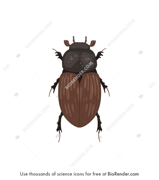 Free Beetle (dung beetle) Icons, Symbols & Images | BioRender
