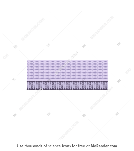 Free Gram positive membrane Icons, Symbols & Images | BioRender