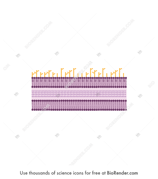 Free Gram negative membrane Icons, Symbols & Images | BioRender
