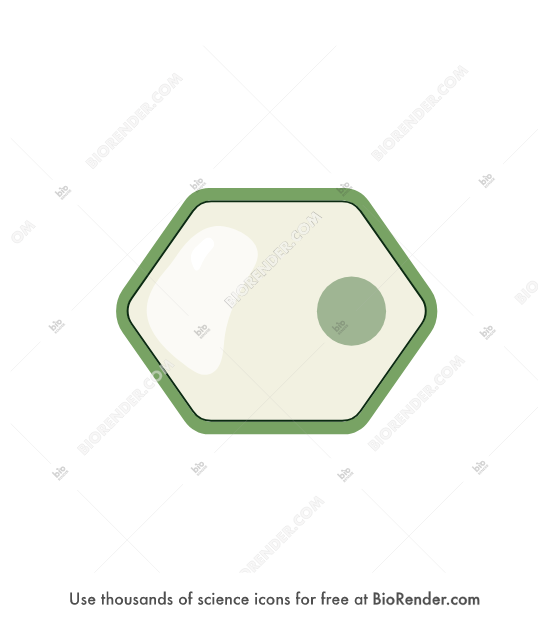 Free Plant cell (hexagon) Icons, Symbols & Images | BioRender