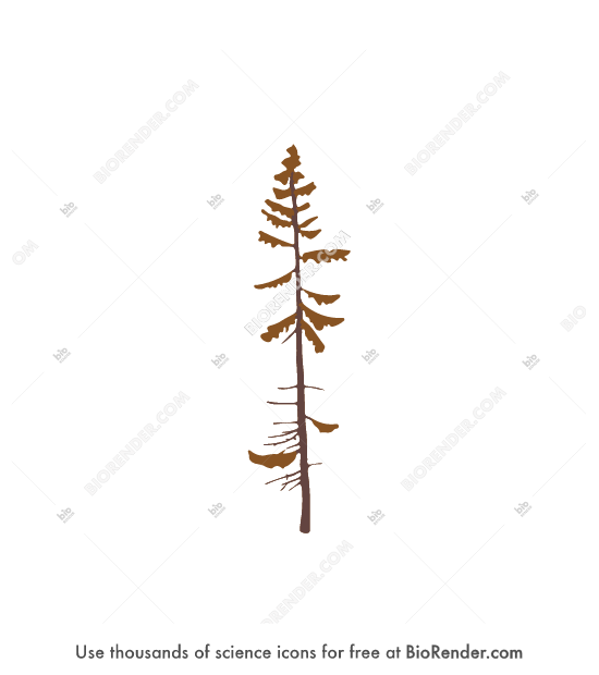 Free Tree (coniferous, withered) Icons, Symbols & Images | BioRender