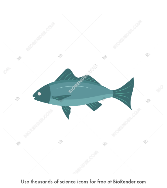 Free Generic fish Icons, Symbols & Images | BioRender