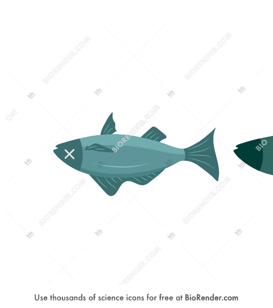 Free Generic fish (dead) Icons, Symbols & Images | BioRender