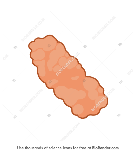 Free Generic protein (rod) Icons, Symbols & Images | BioRender