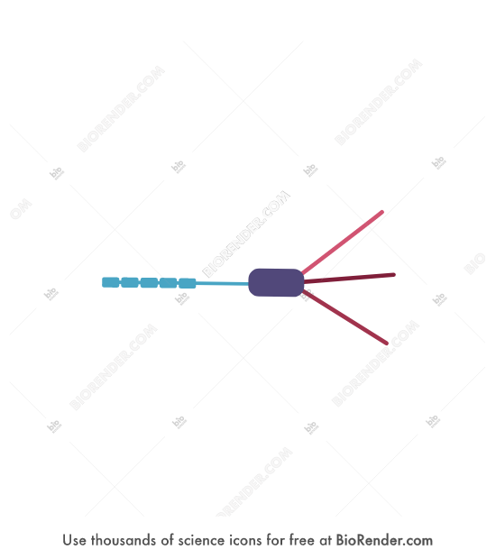 Free Adherens junctions (subunit) Icons, Symbols & Images | BioRender