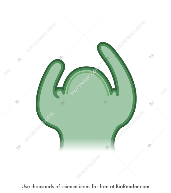 Free Meristem Icons, Symbols & Images | BioRender