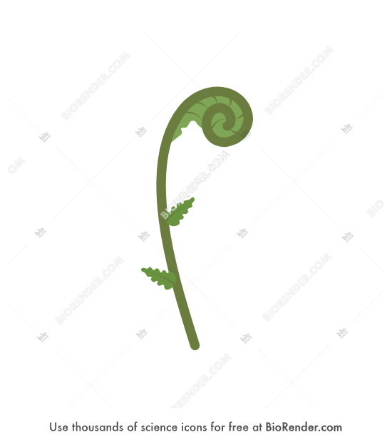 Free Fern (fiddlehead) Icons, Symbols & Images | BioRender